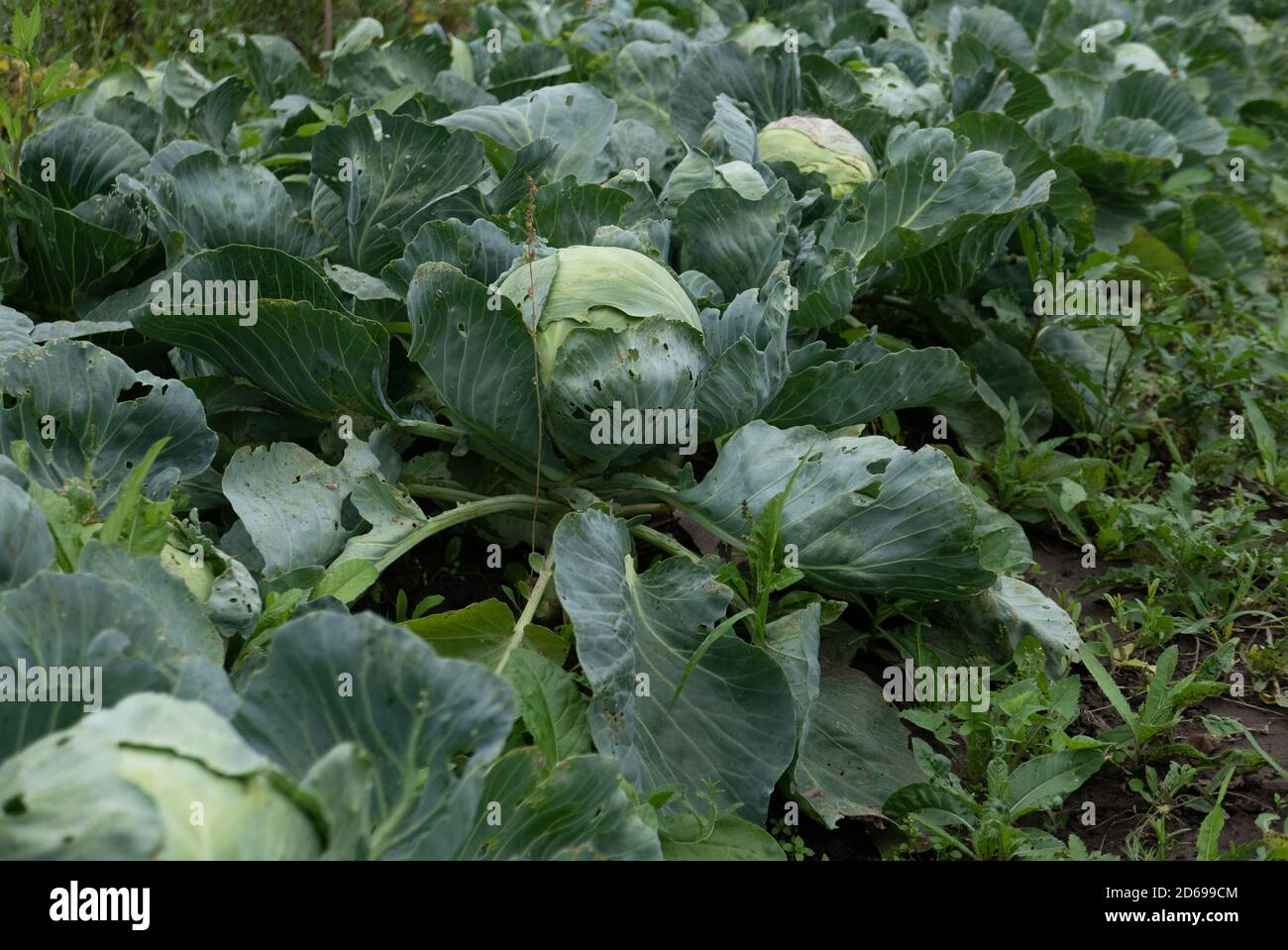 Natural cabbage in organic farm Stock Photo - Alamy