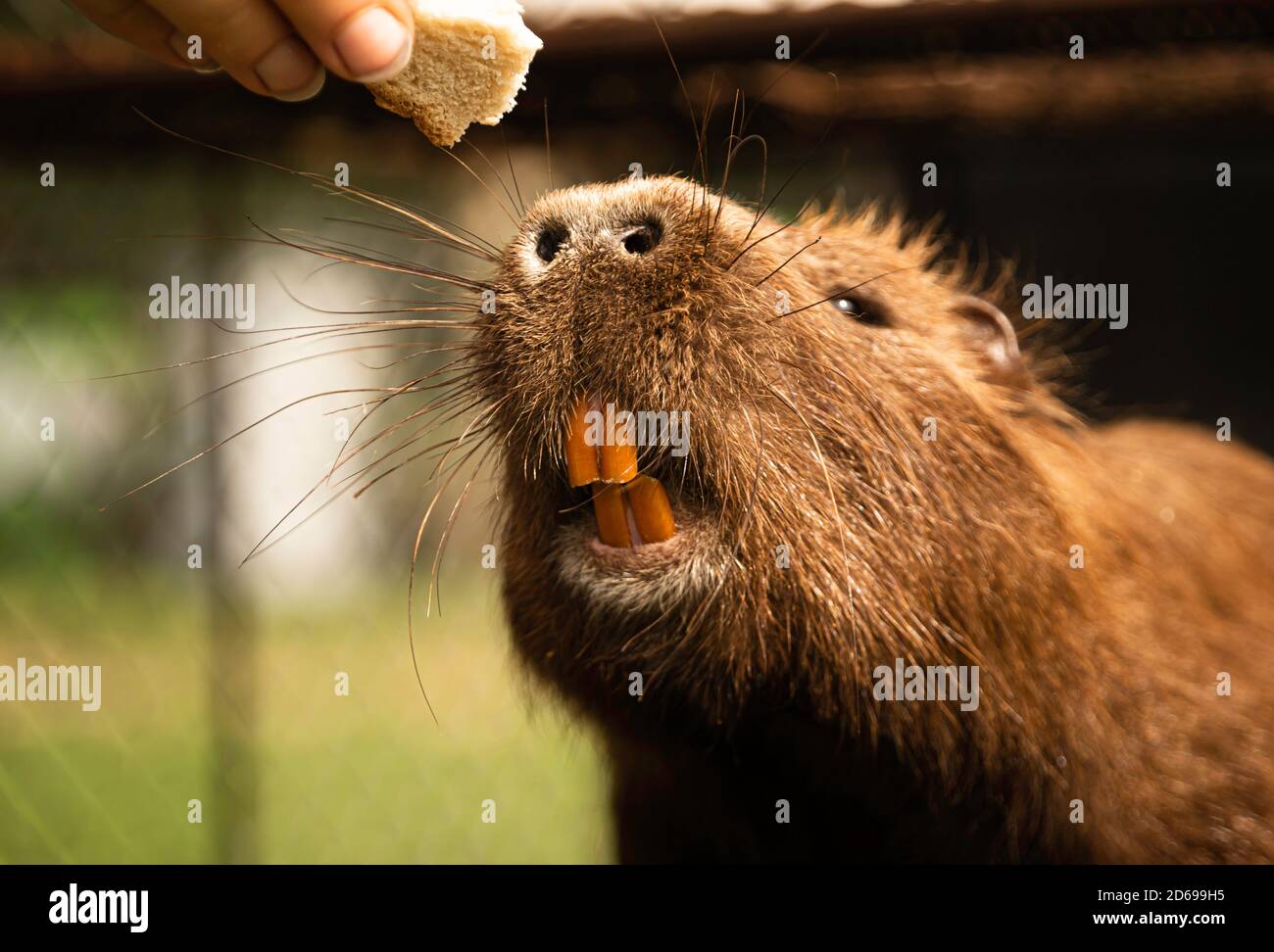 Feeding a nutria with a piece of bread Stock Photo - Alamy