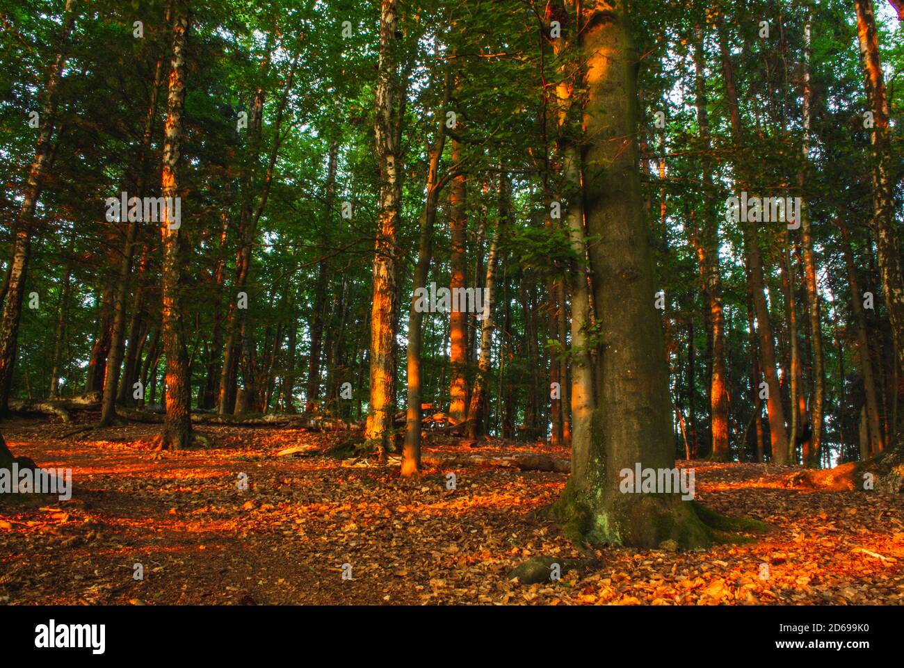 Colorful red sunrise. Dramatic forest scenery at dawn. Forest ...