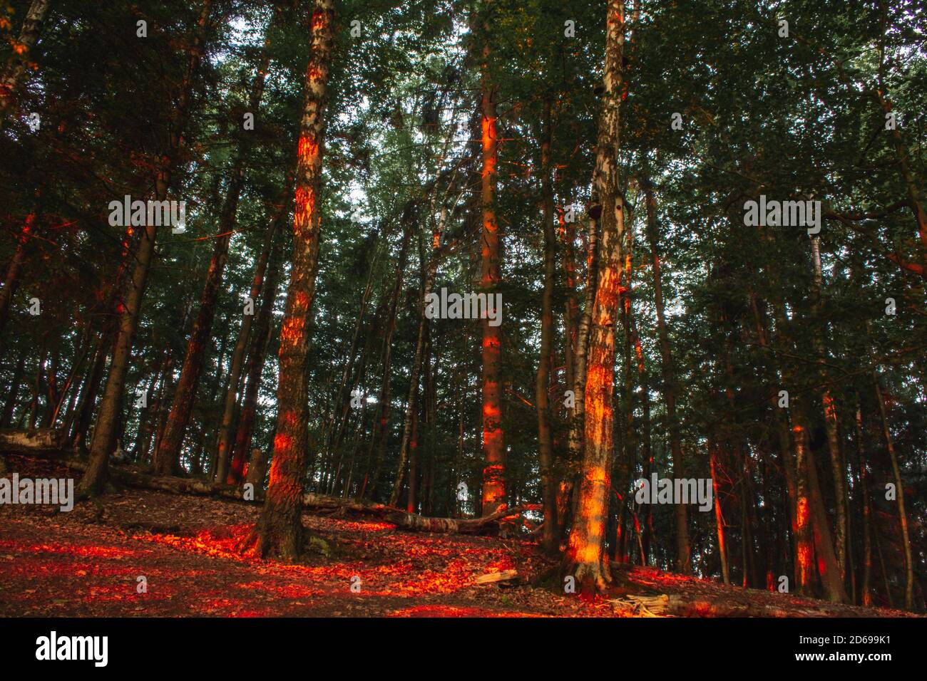 Colorful red sunrise. Dramatic forest scenery at dawn. Forest ...