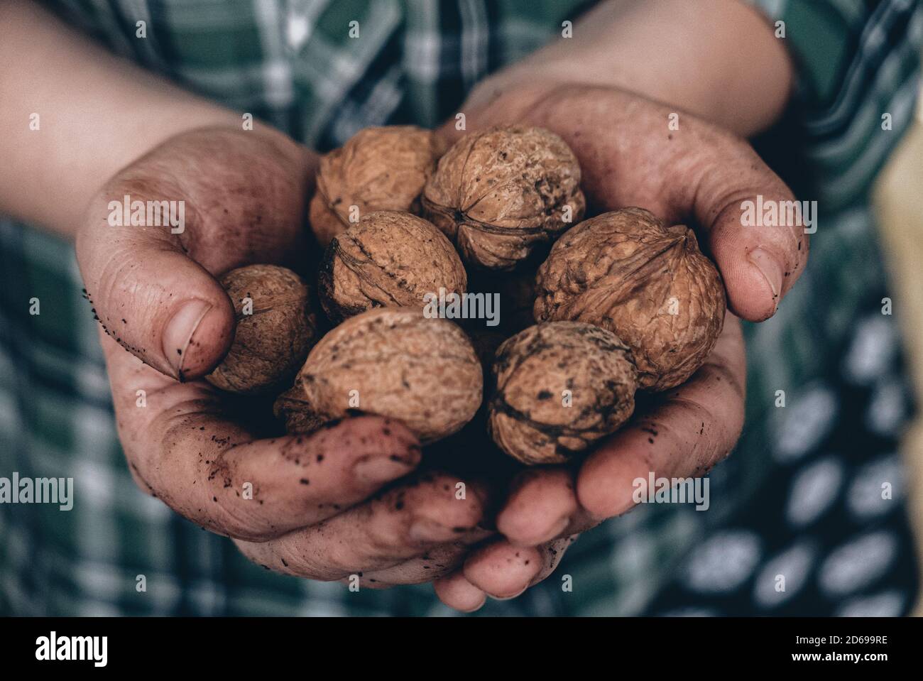 Two Farmer hands holding walnuts. Nuts in a hands of farmer Stock Photo ...
