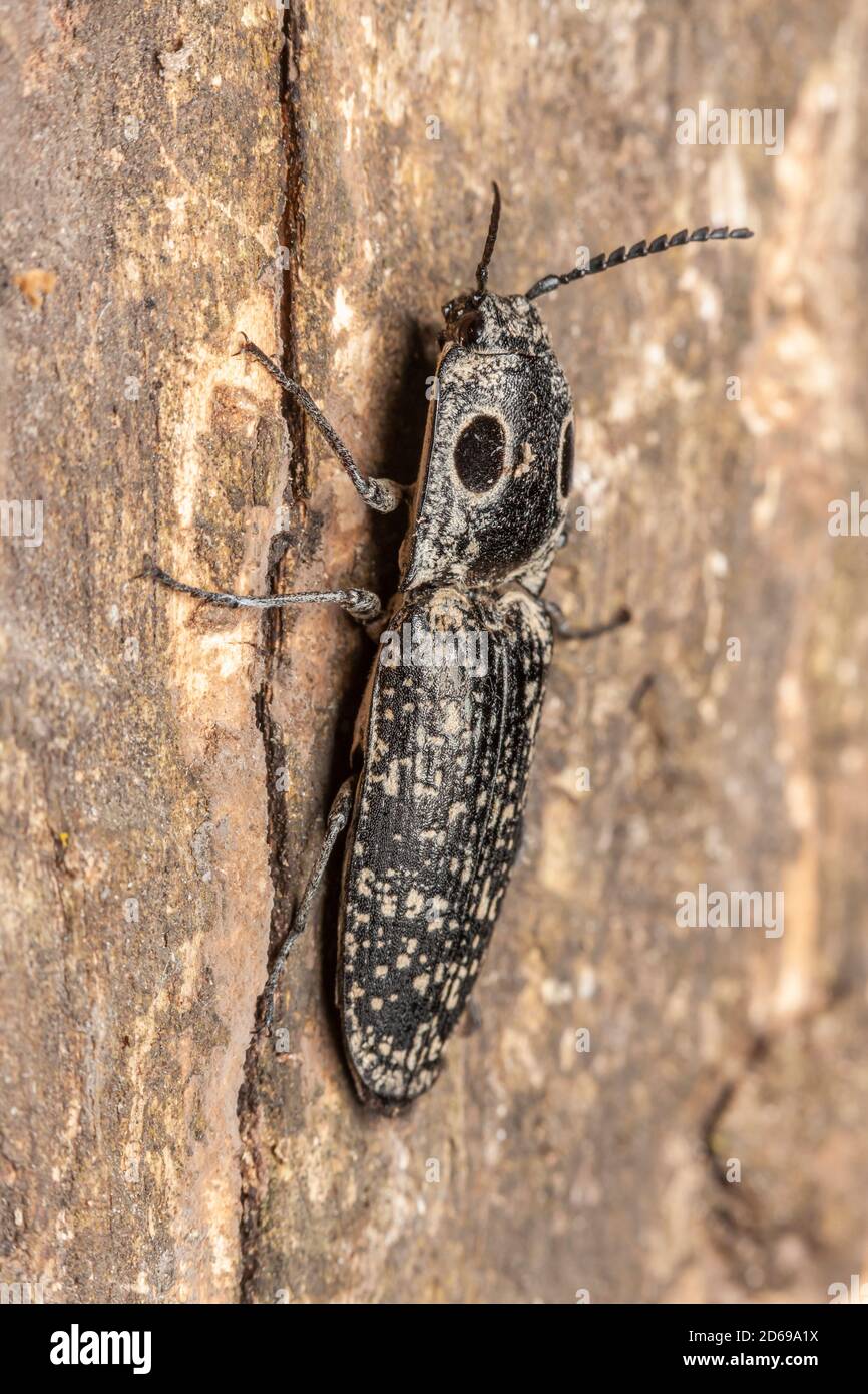 Eyed click beetle hi-res stock photography and images - Alamy