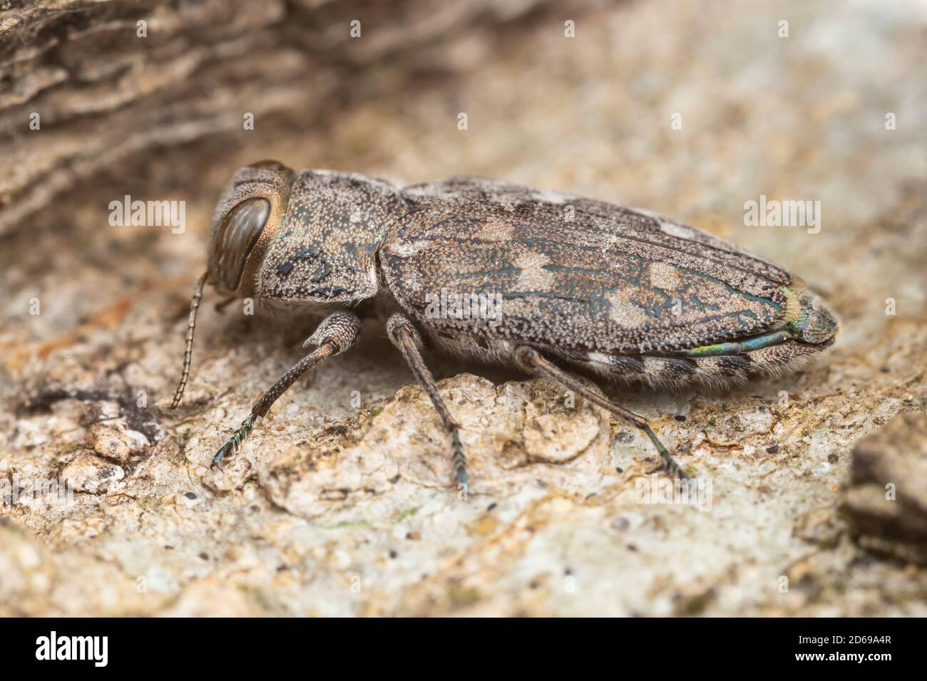 Wood boring insect insects hi-res stock photography and images - Alamy