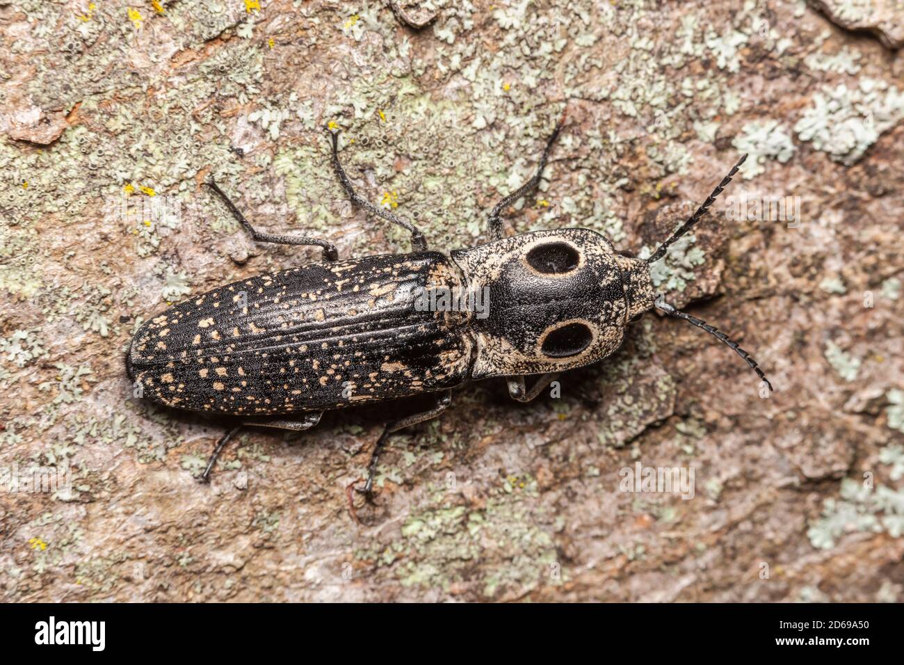 Eyed Click Beetle (Alaus sp Stock Photo - Alamy