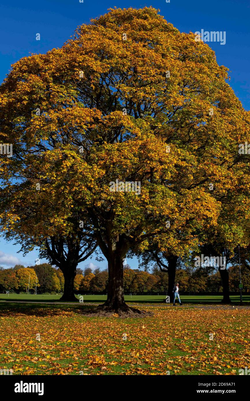 Cardiff, Wales, UK. 14th Oct, 2020. A woman walks below a deciduous ...