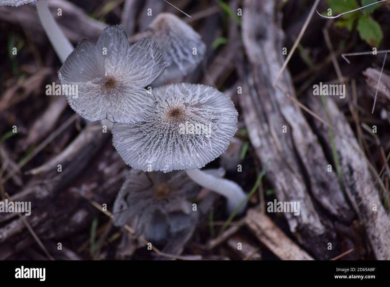 The Decomposition process illustrated by Mushrooms Stock Photo - Alamy