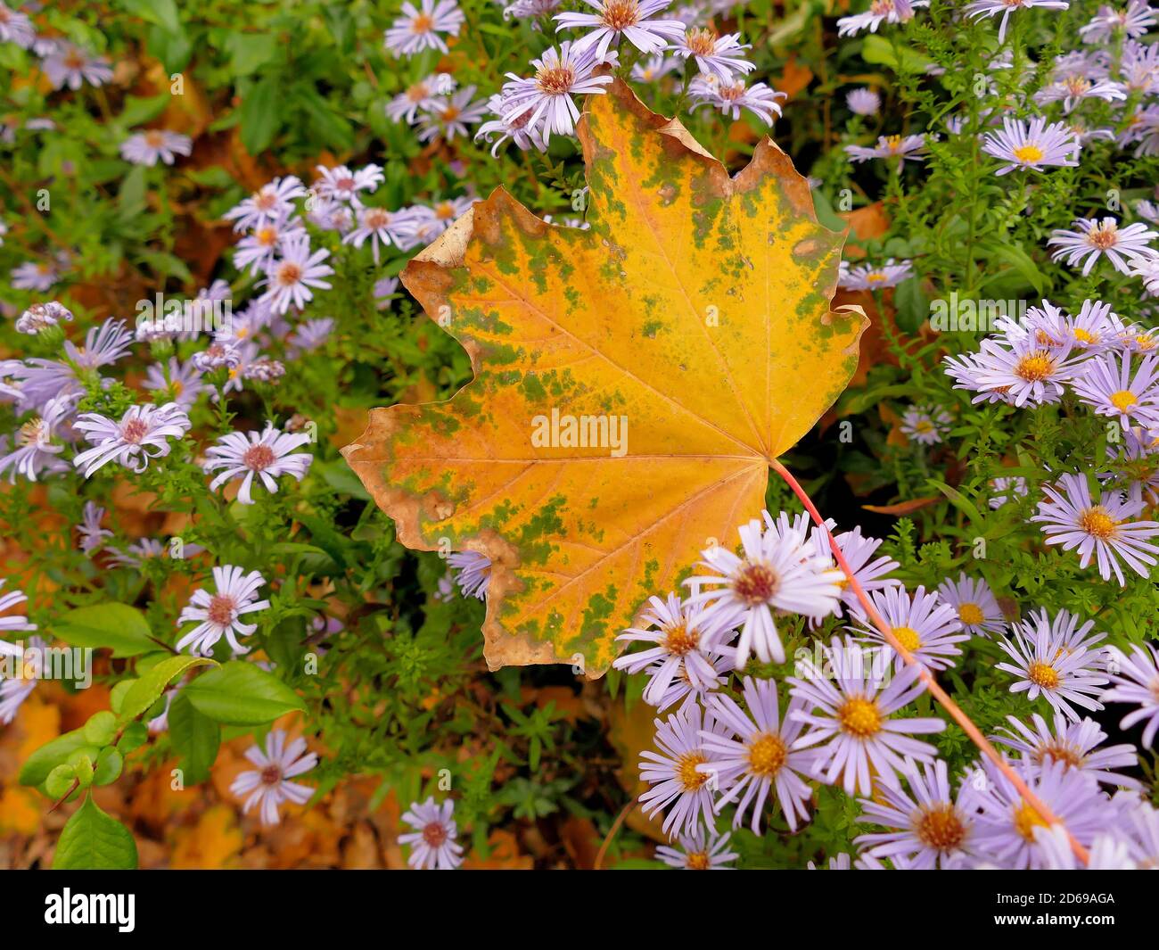 autumnal colored maple leaf in backlit on aster flowers Stock Photo - Alamy