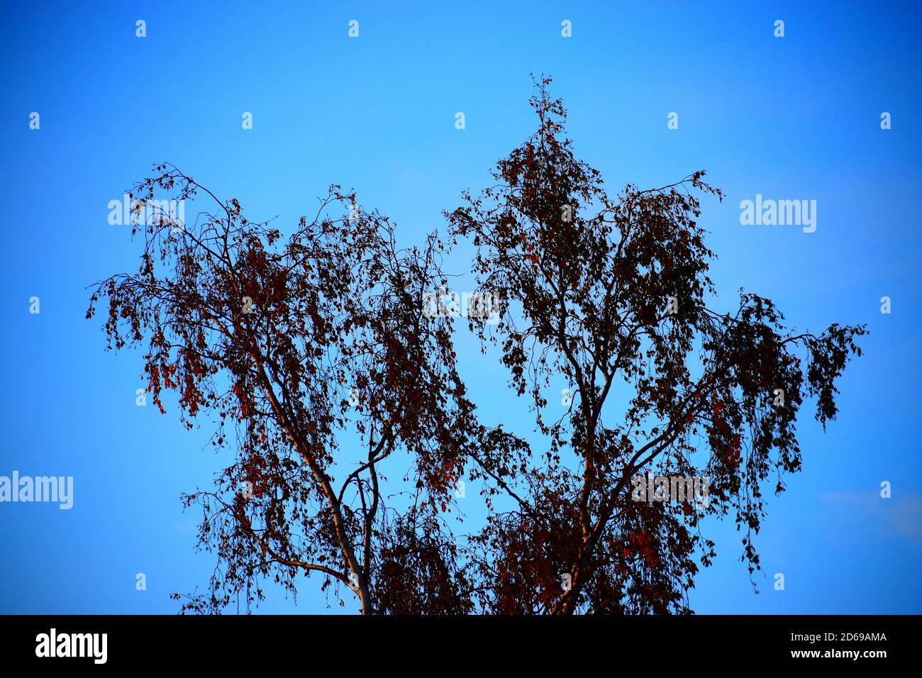 tree at dusk Stock Photo - Alamy