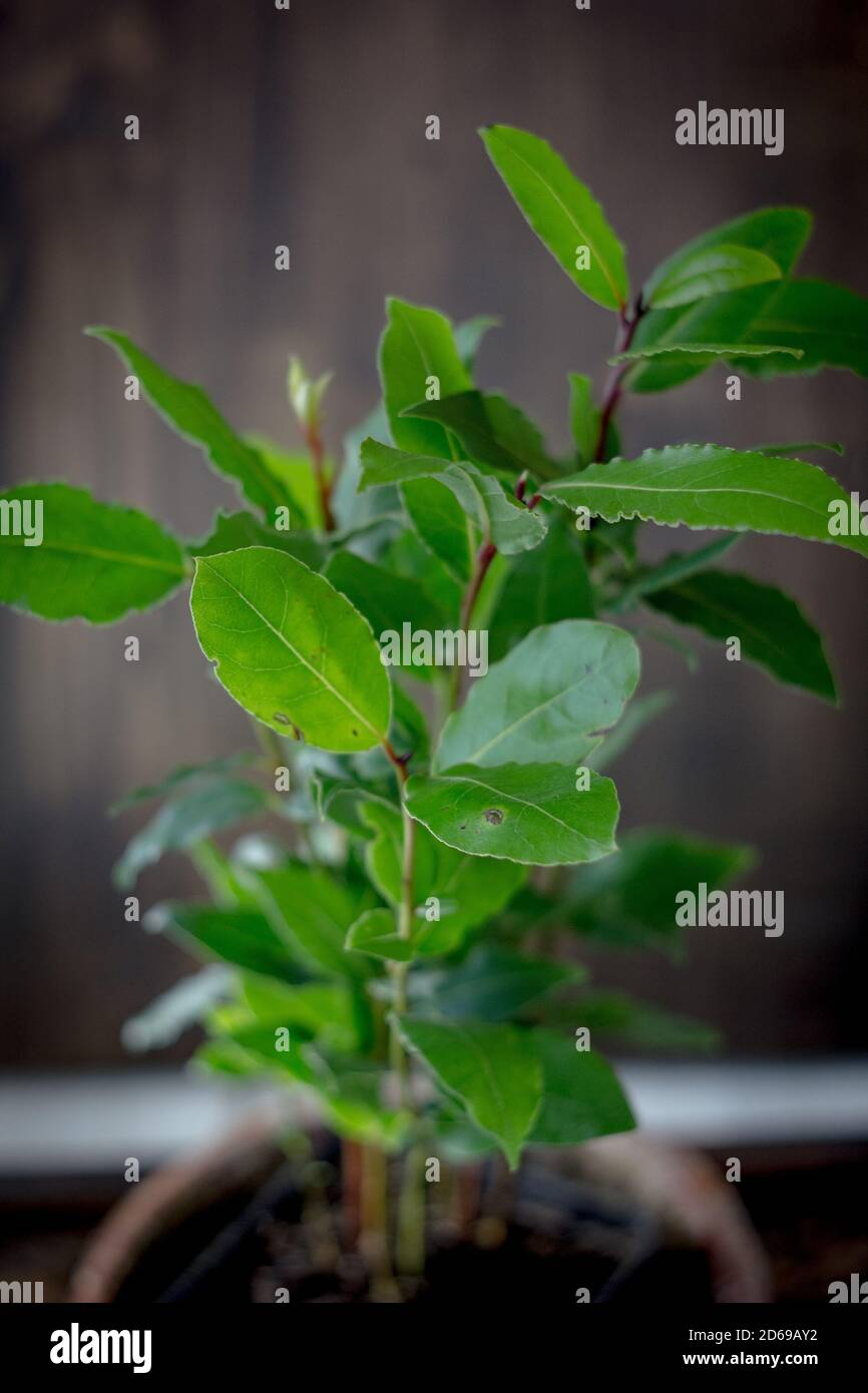Laurel tree - Laurus nobilis as a house plant Stock Photo - Alamy