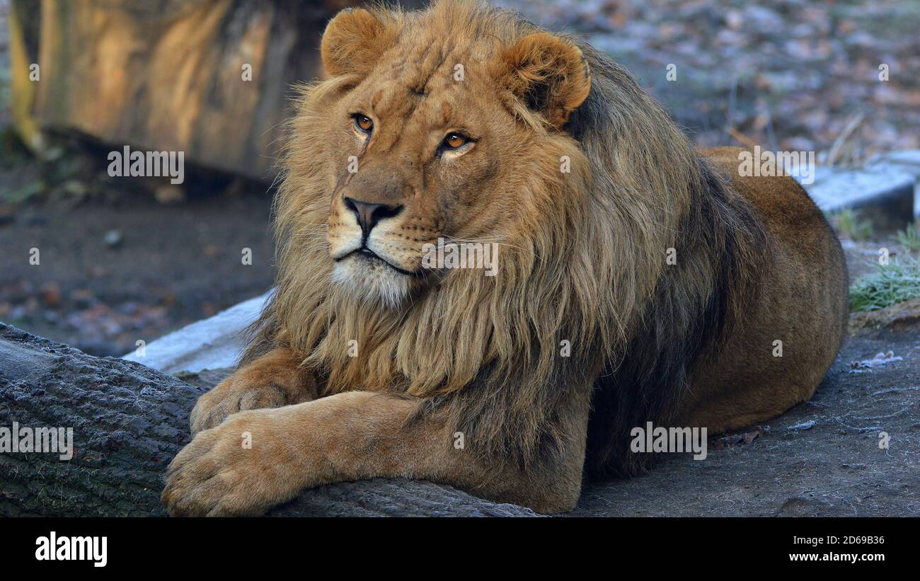 A Lion Hunt High Resolution Stock Photography and Images - Alamy