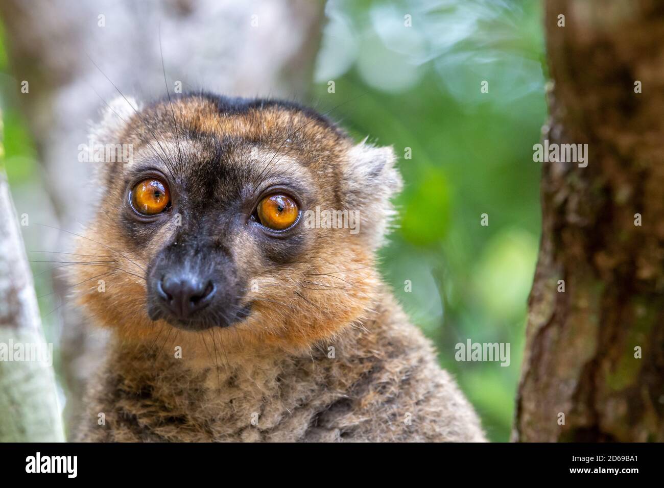 Red fronted lemur hi-res stock photography and images - Alamy
