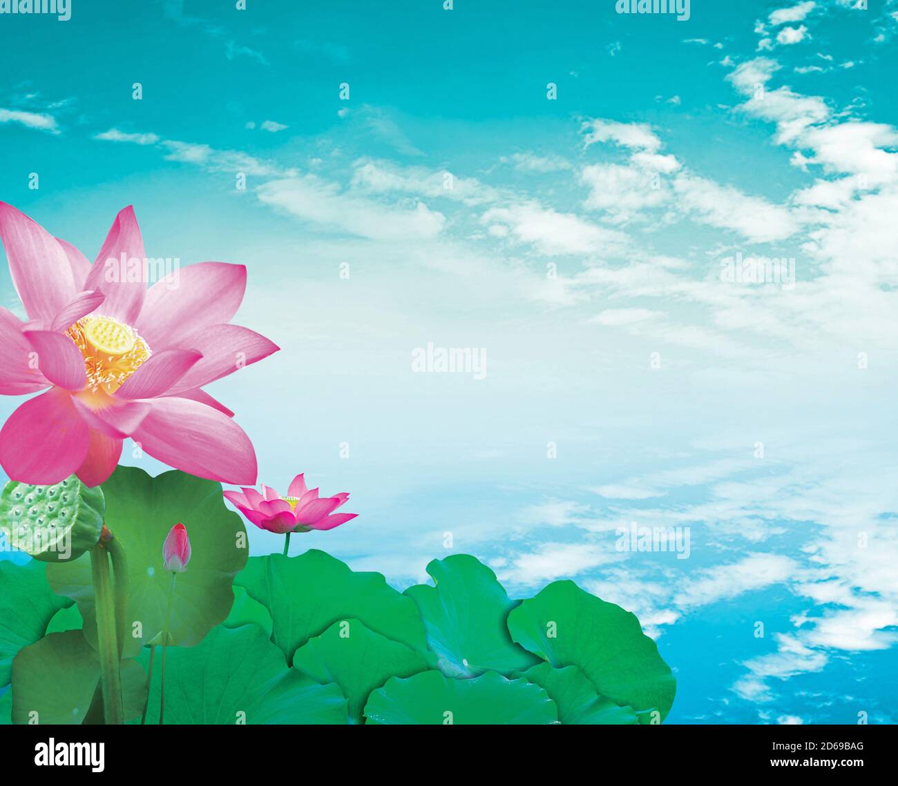 Beautiful lotus flower and cloudy blue sky background Stock Photo - Alamy