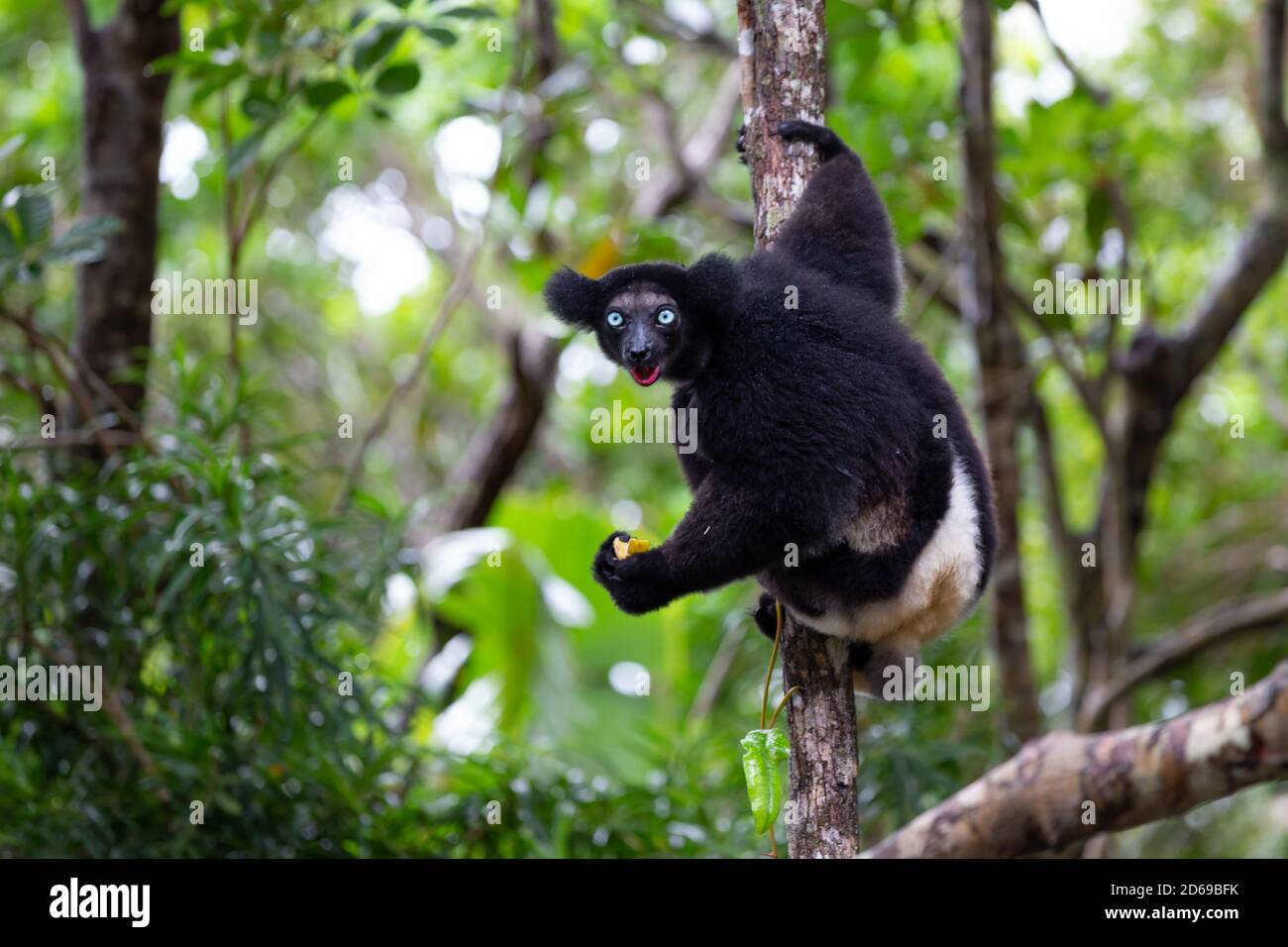 An Indri lemur on the tree watches the visitors to the park Stock Photo ...