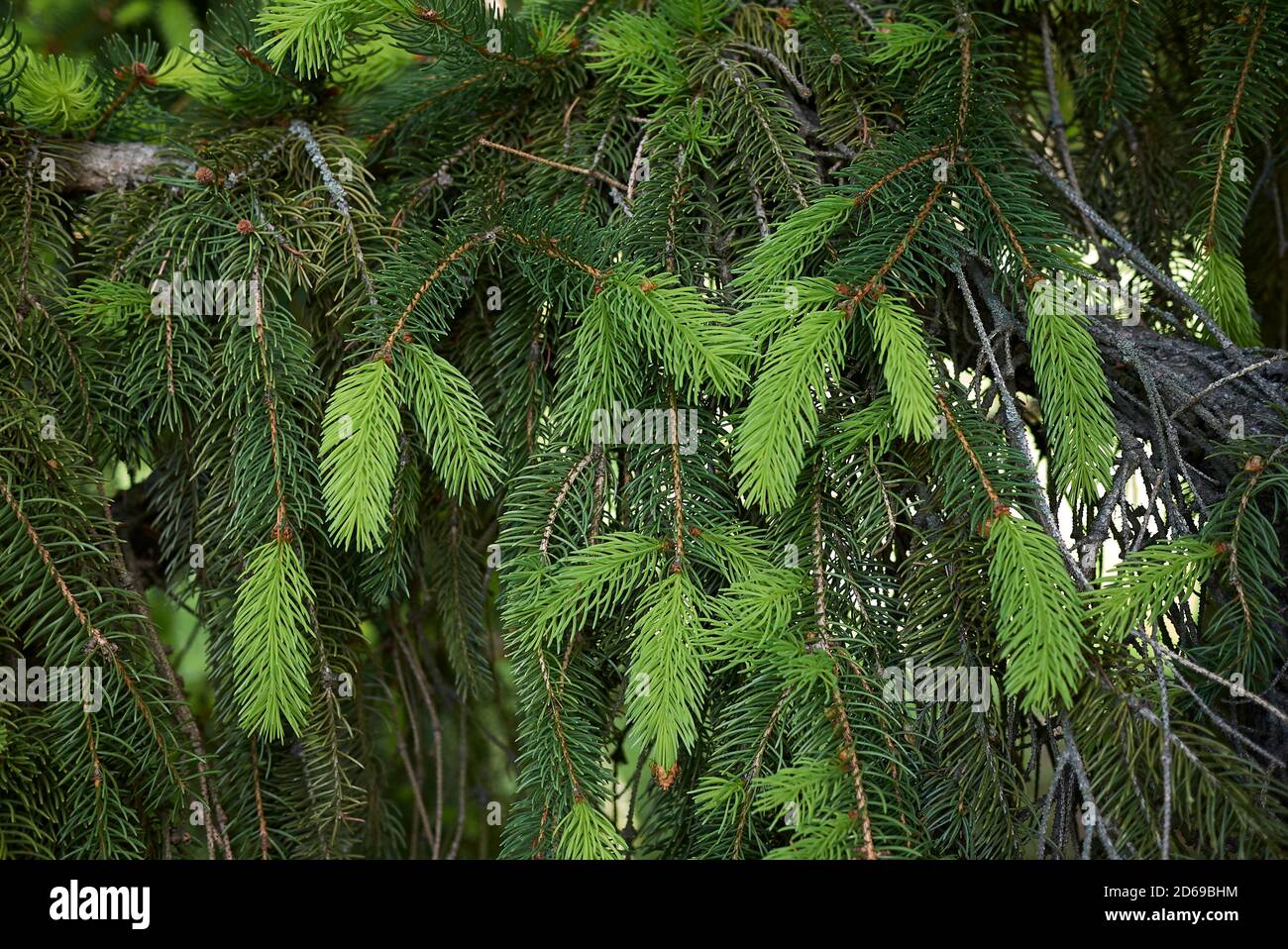 Old spruce picea abies tree hi-res stock photography and images - Alamy