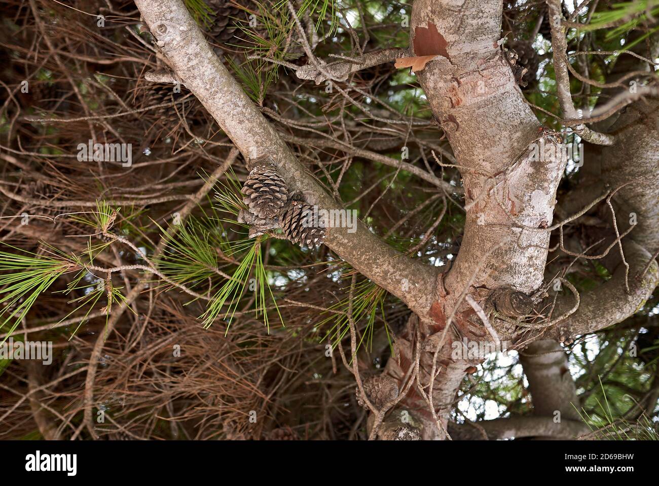 Aleppo pine bark hi-res stock photography and images - Alamy