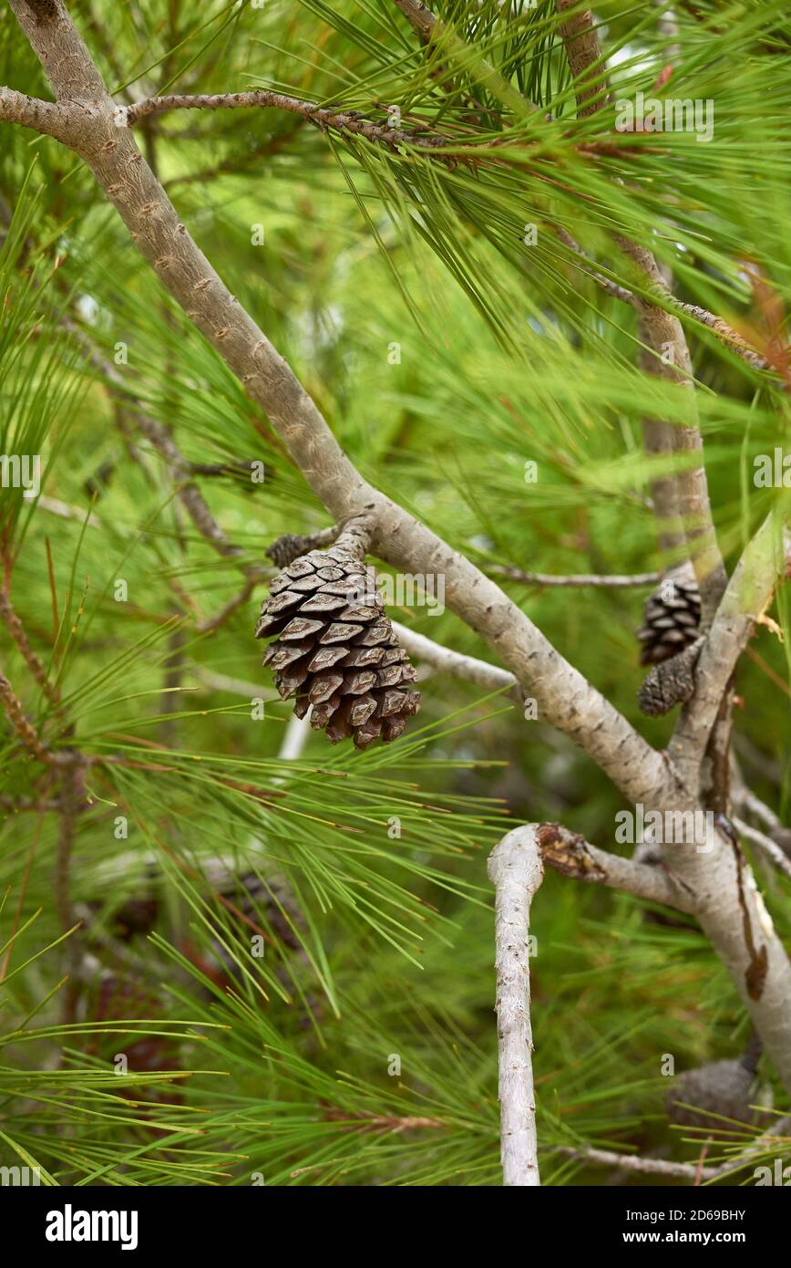 Aleppo Pine Pinus Halepensis Tree High Resolution Stock Photography and ...