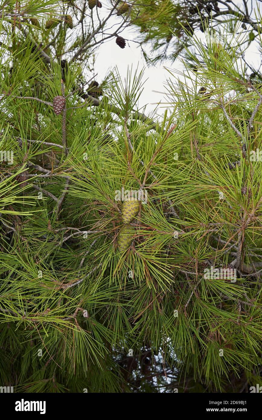 Aleppo pine bark pinus halepensis hi-res stock photography and images ...