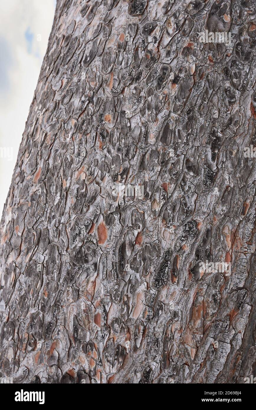 Aleppo pine bark pinus halepensis hi-res stock photography and images ...