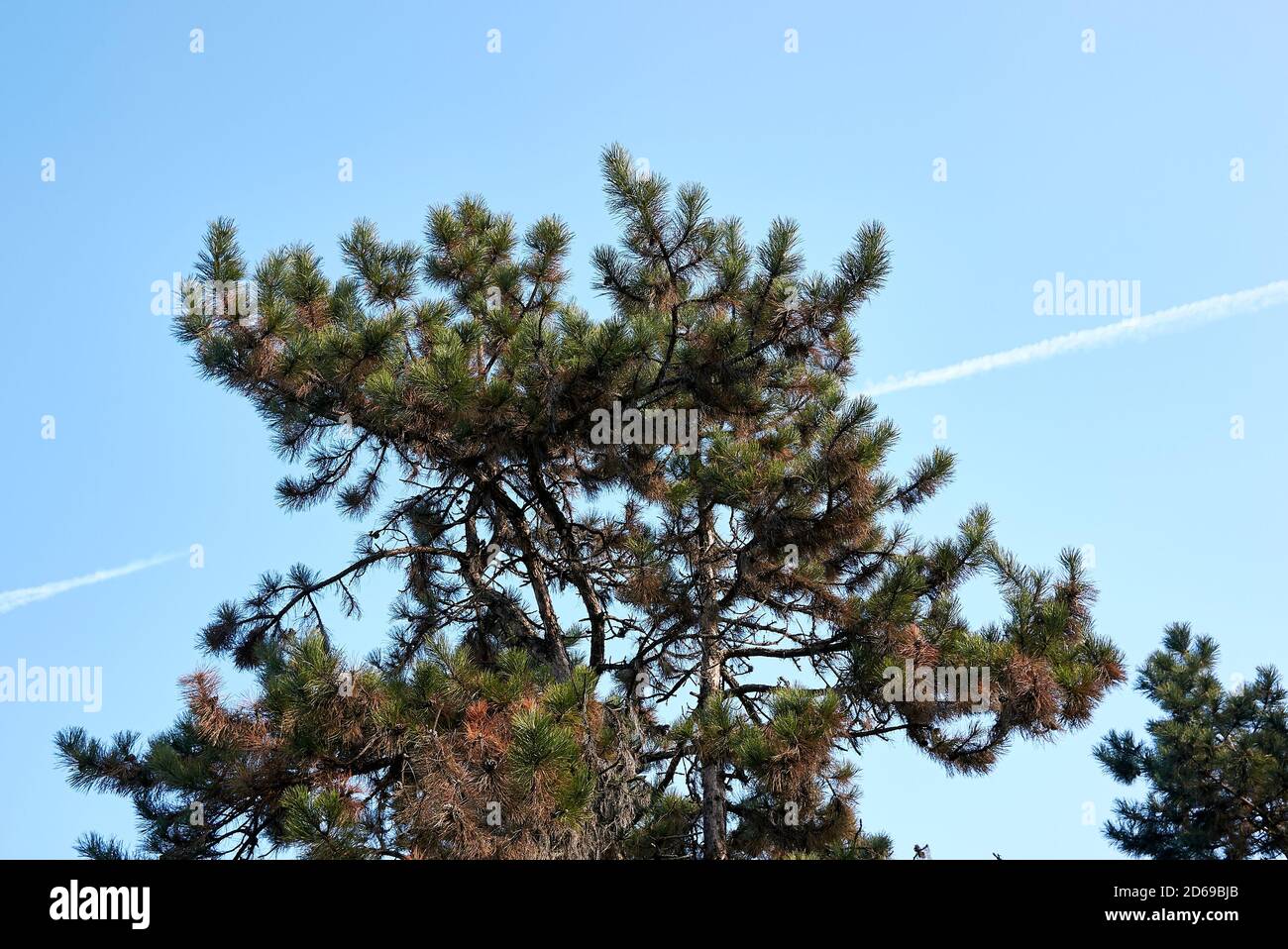 Pinus nigra J.F. Arnold branch and trunk close up Stock Photo - Alamy