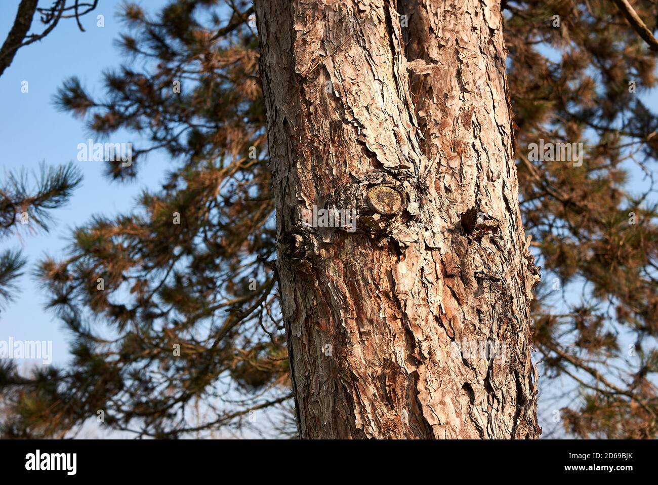 Pinus nigra J.F. Arnold branch and trunk close up Stock Photo - Alamy