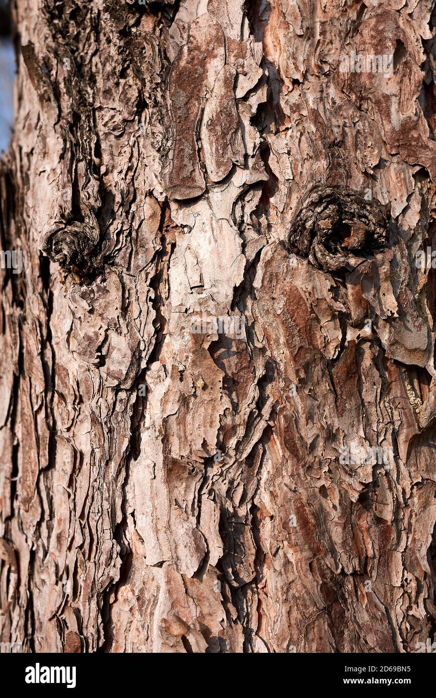 Pinus nigra J.F. Arnold branch and trunk close up Stock Photo - Alamy