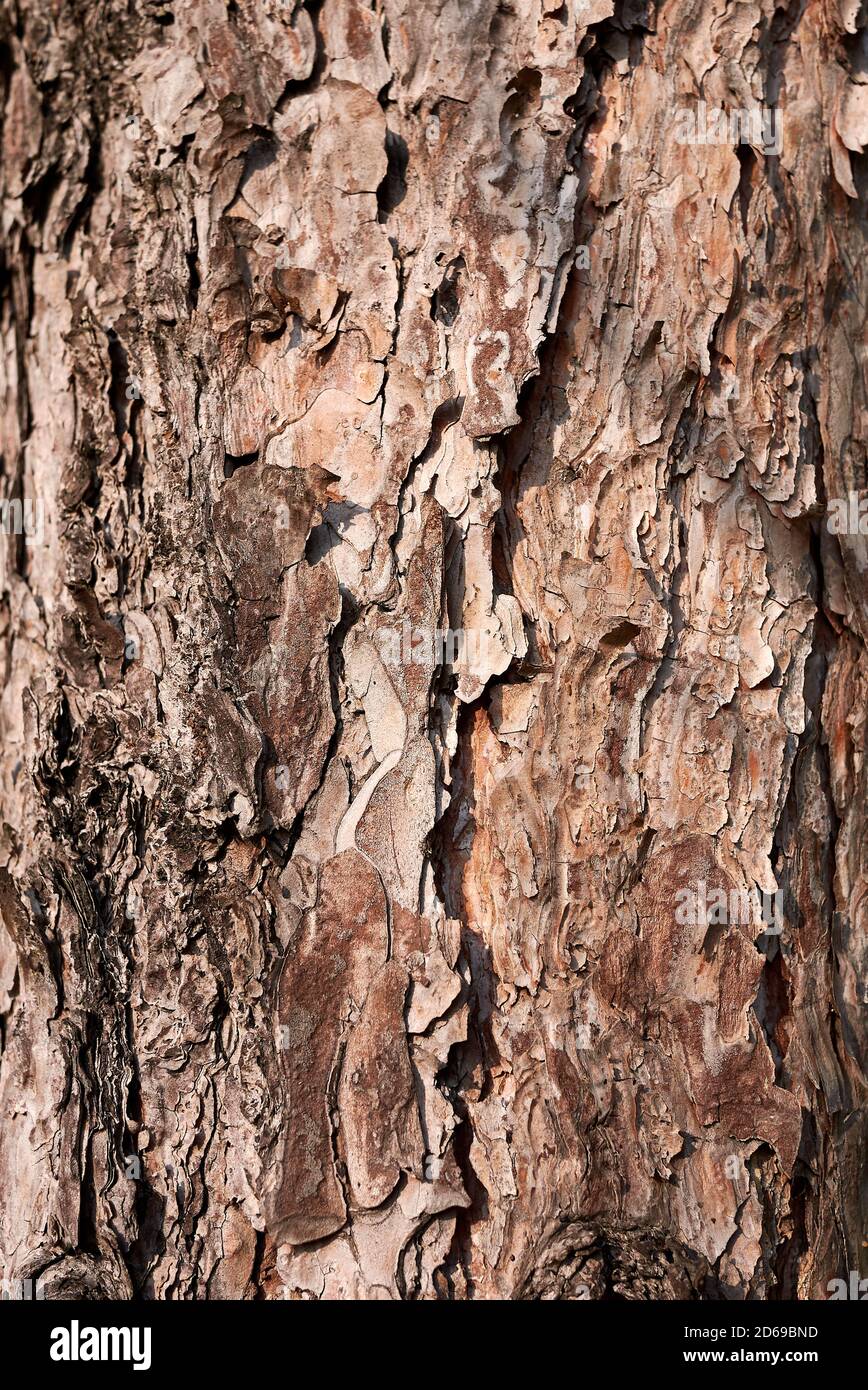 Pinus nigra J.F. Arnold branch and trunk close up Stock Photo - Alamy