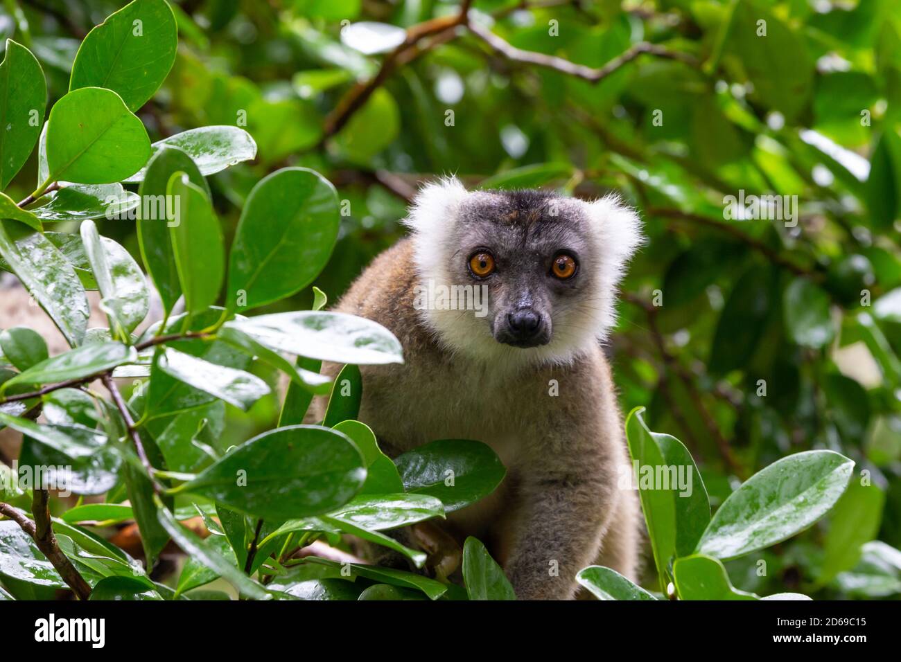A brown maki is hiding in the crown of a tree Stock Photo - Alamy
