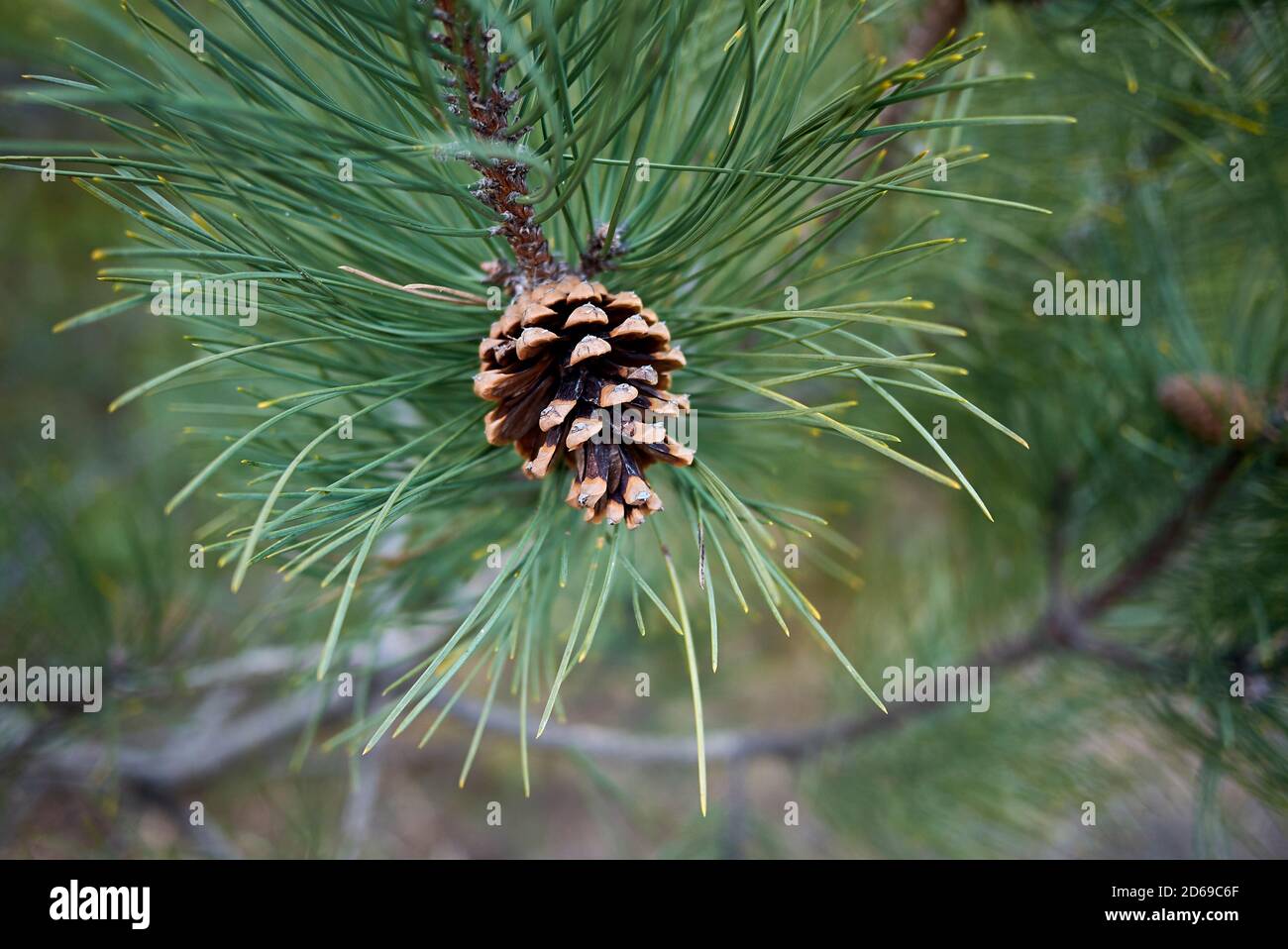 Pinus nigra trees landscape and close up Stock Photo - Alamy
