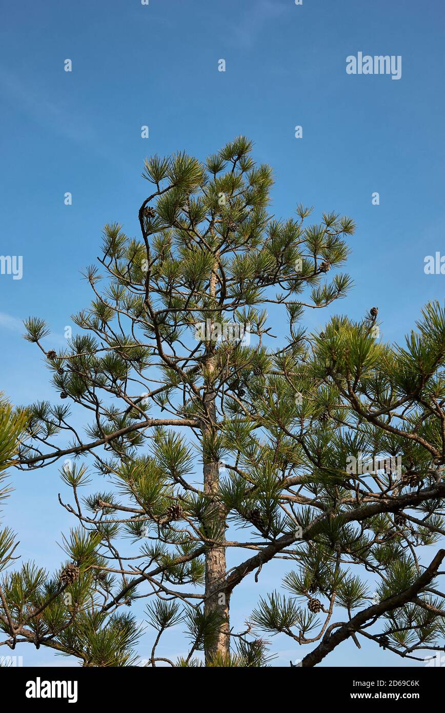 Pinus nigra trees landscape and close up Stock Photo - Alamy