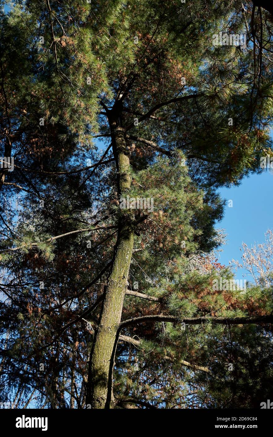 Pinus strobus branch white hi-res stock photography and images - Alamy