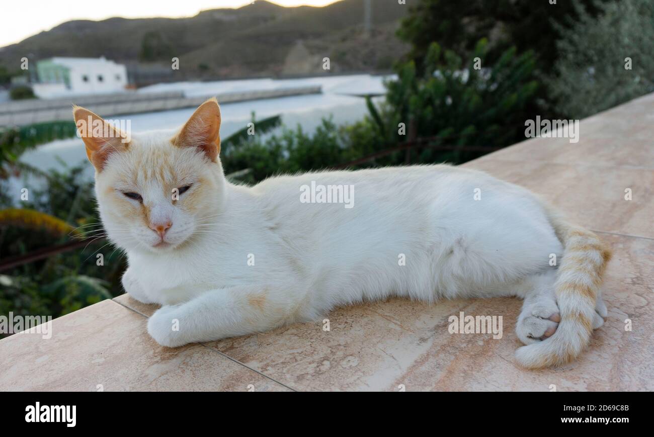 Red point cat hi-res stock photography and images - Alamy