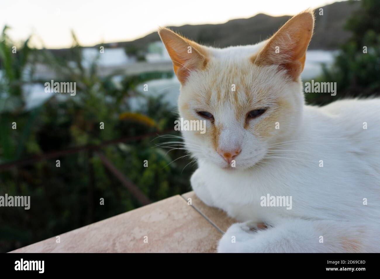 red point cat female outdoor Stock Photo - Alamy
