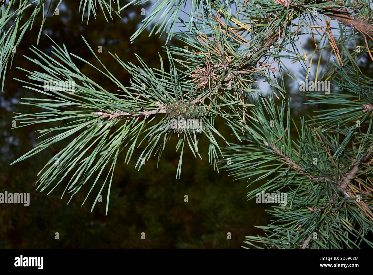 Norway pine tree hi-res stock photography and images - Alamy