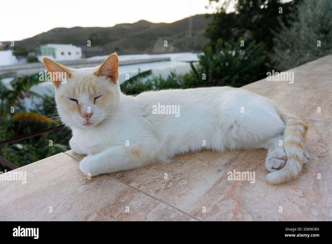 Red point cat hi-res stock photography and images - Alamy