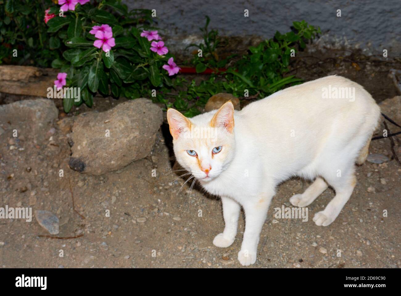 Red point cat hi-res stock photography and images - Alamy