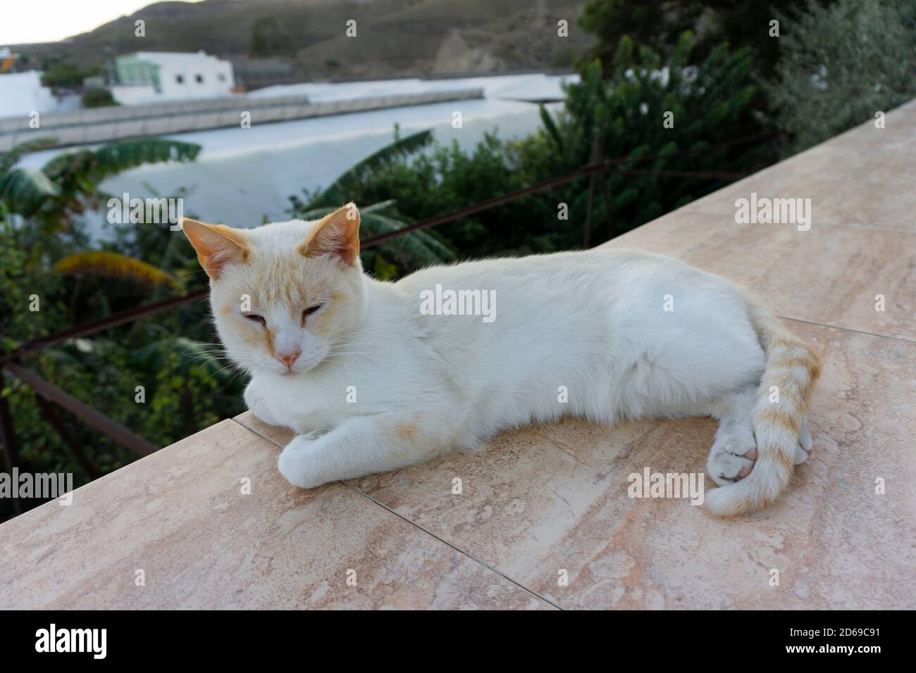 Red point cat hi-res stock photography and images - Alamy
