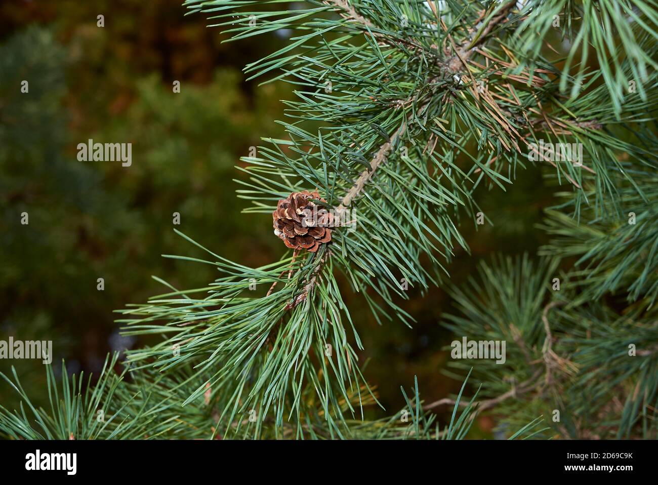 Pinus sylvestris branch close up Stock Photo - Alamy