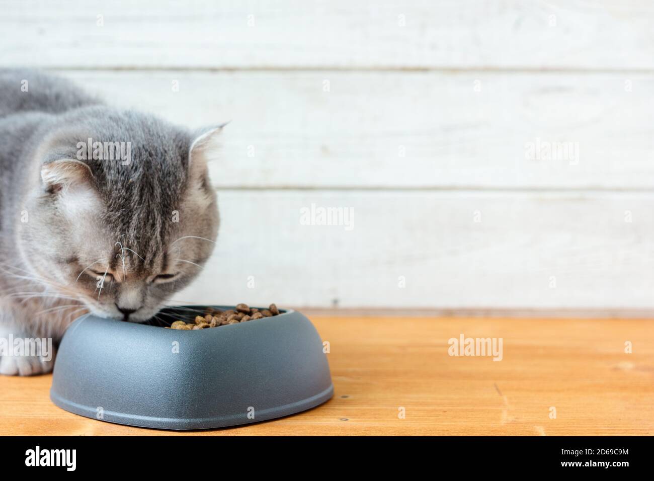 Cat eating pet food with copy space for text Stock Photo - Alamy