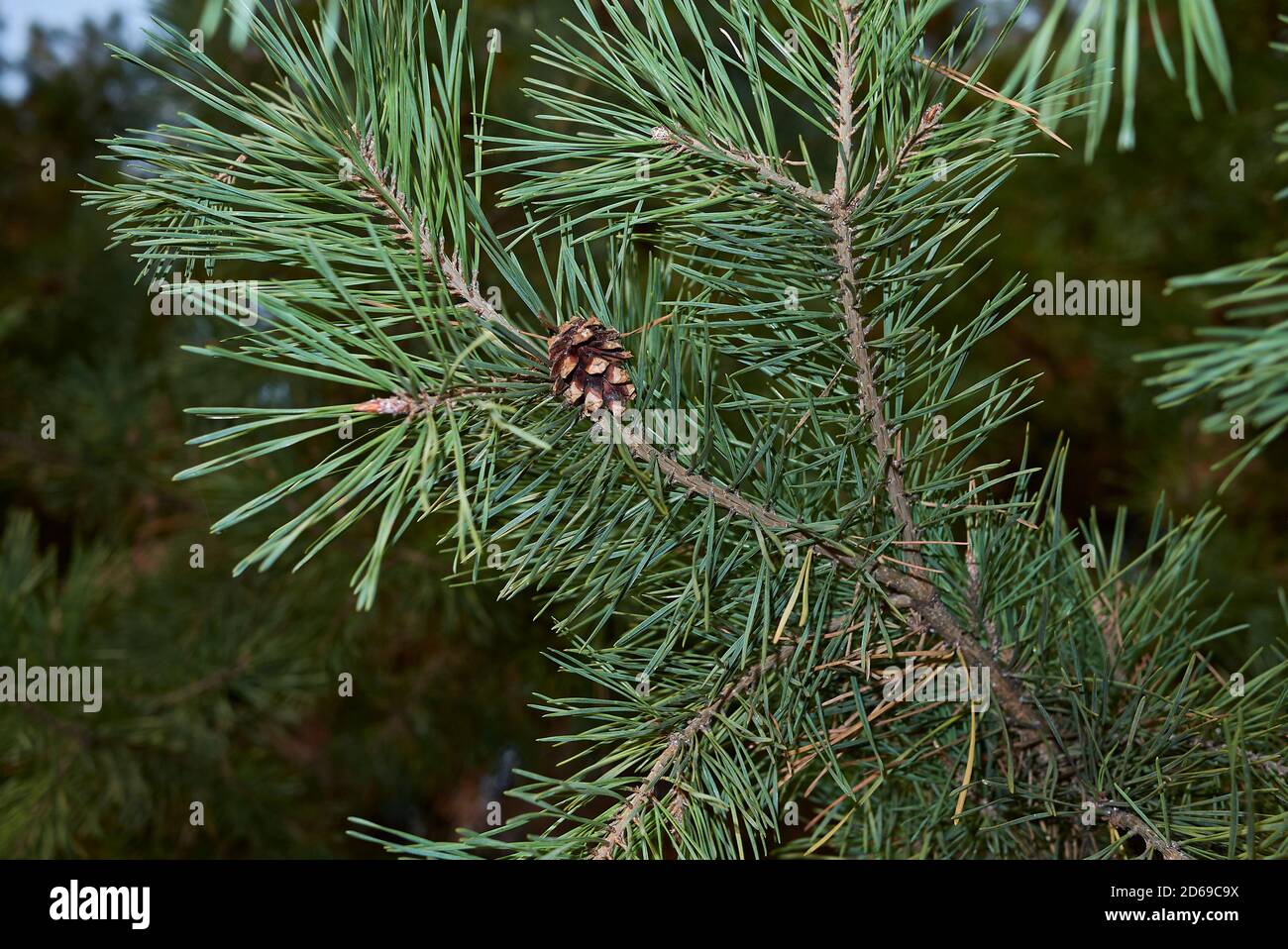 Pinus sylvestris branch close up Stock Photo - Alamy