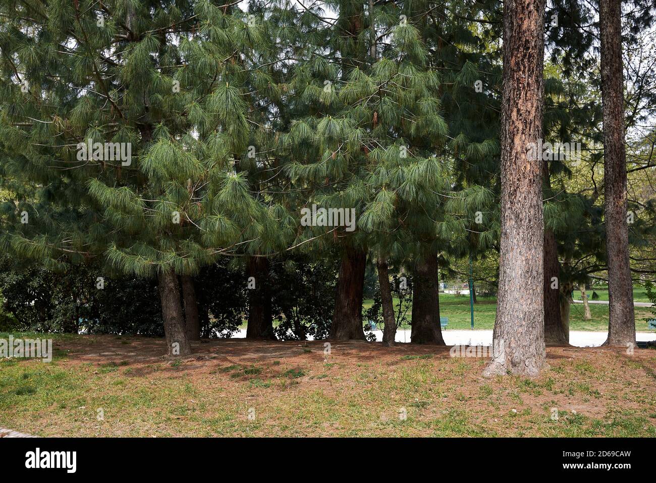 Pinus wallichiana trees landscape and branch close up Stock Photo - Alamy