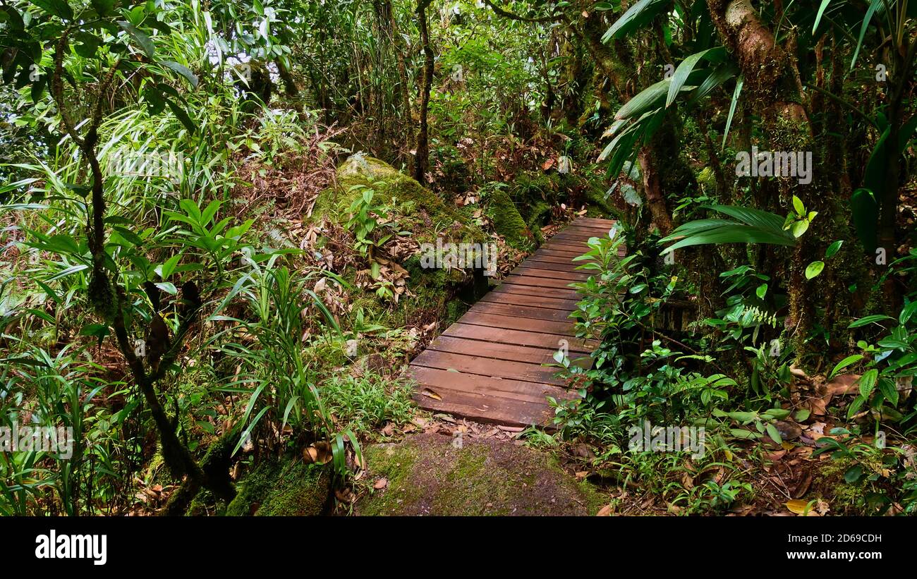Rain rainforest bridge wood hi-res stock photography and images - Alamy