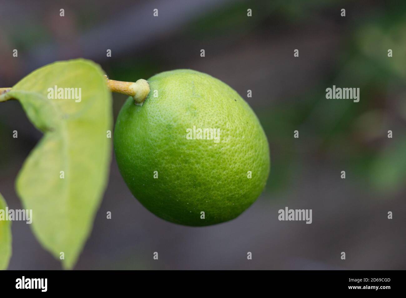 Fresh organic raw lemon on tree branch. Citrus fruit concept idea Stock ...