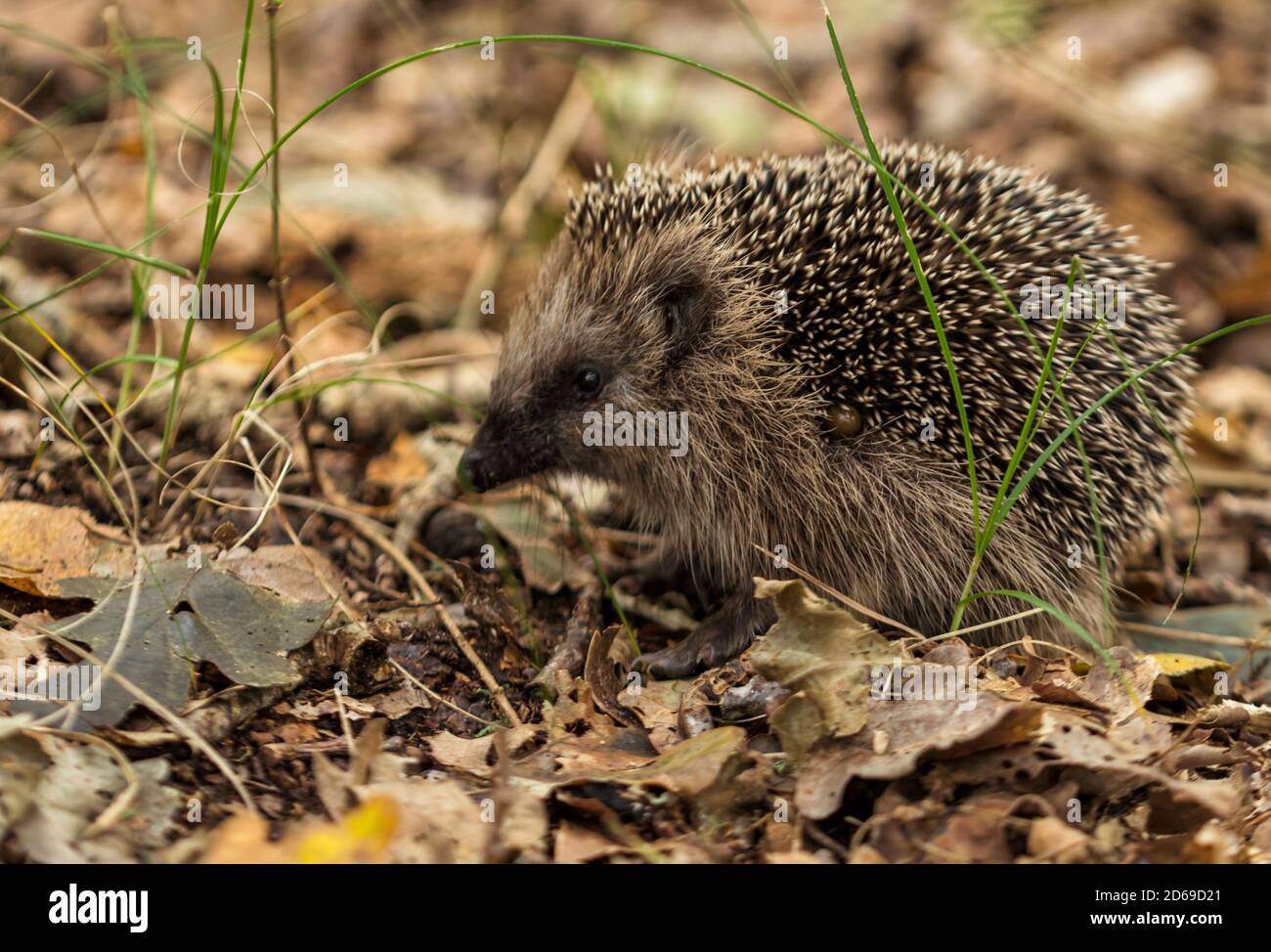 young hedgehog in the wild, in a forest in holland Stock Photo - Alamy
