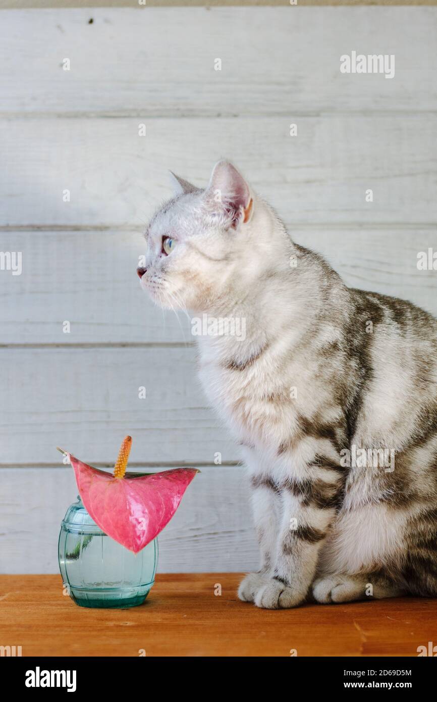 Nice aroma concept - cat sitting behind the nice scent flower Stock ...