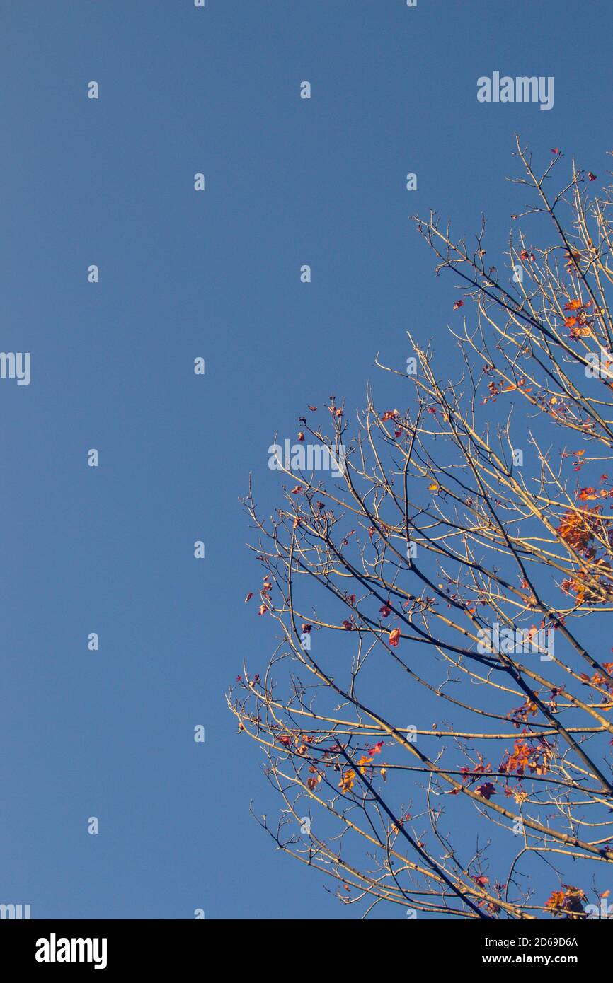 Top part of tree leaves with branches with sky view Stock Photo - Alamy