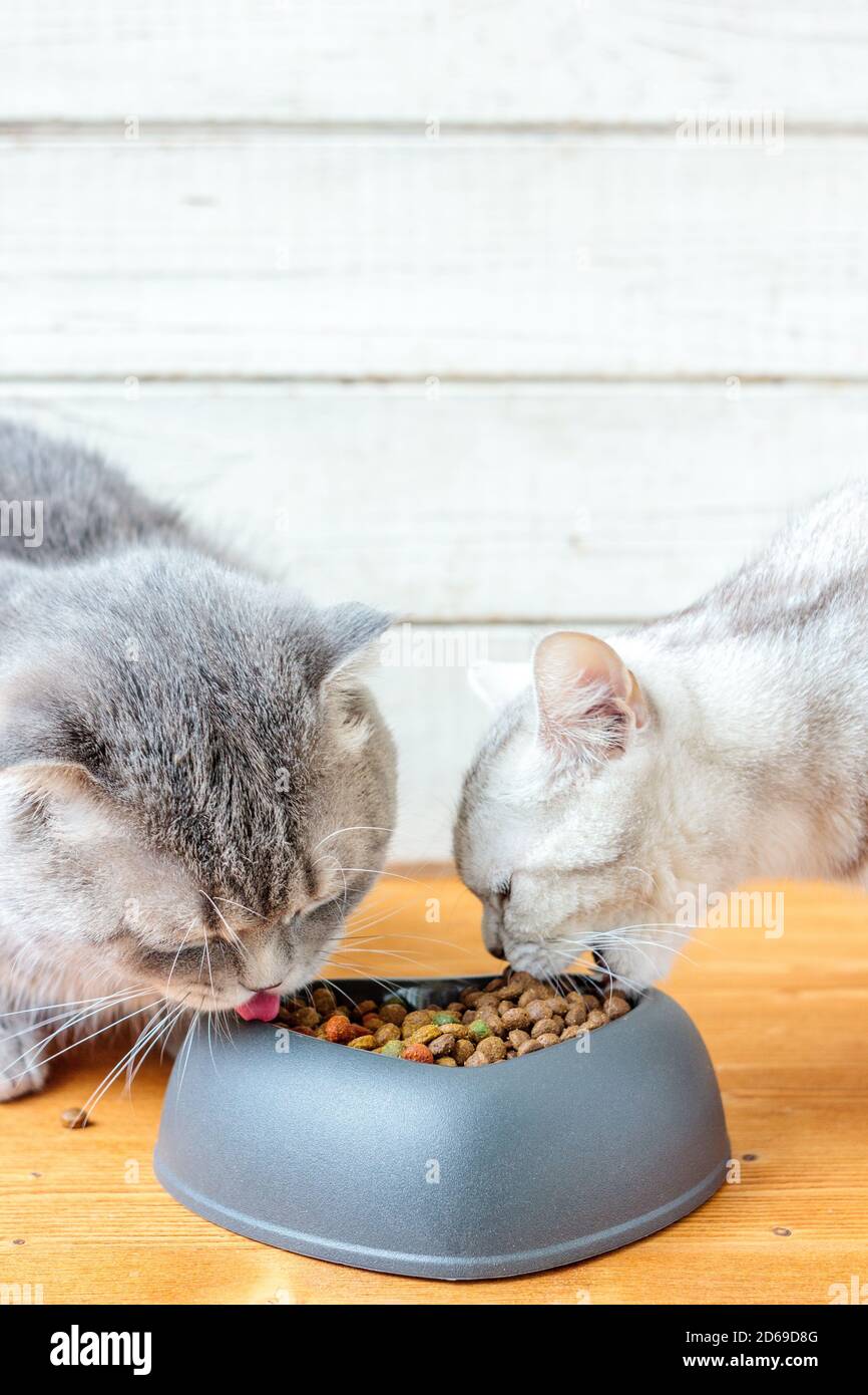 Two cats eating food from pet bawl in shape of heart Stock Photo - Alamy