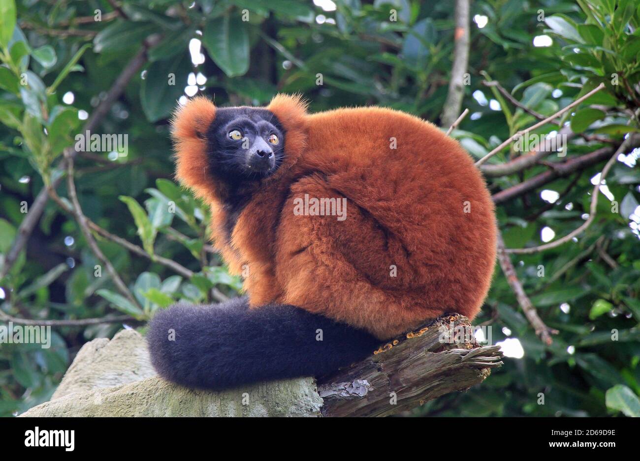Red ruffed lemur eating hi-res stock photography and images - Alamy