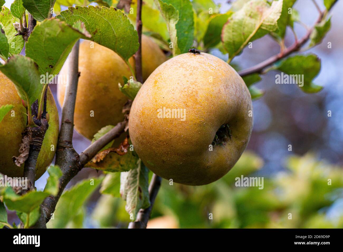 Old Somerset Russet apples growing on a tree (Malus domestica 'Old ...