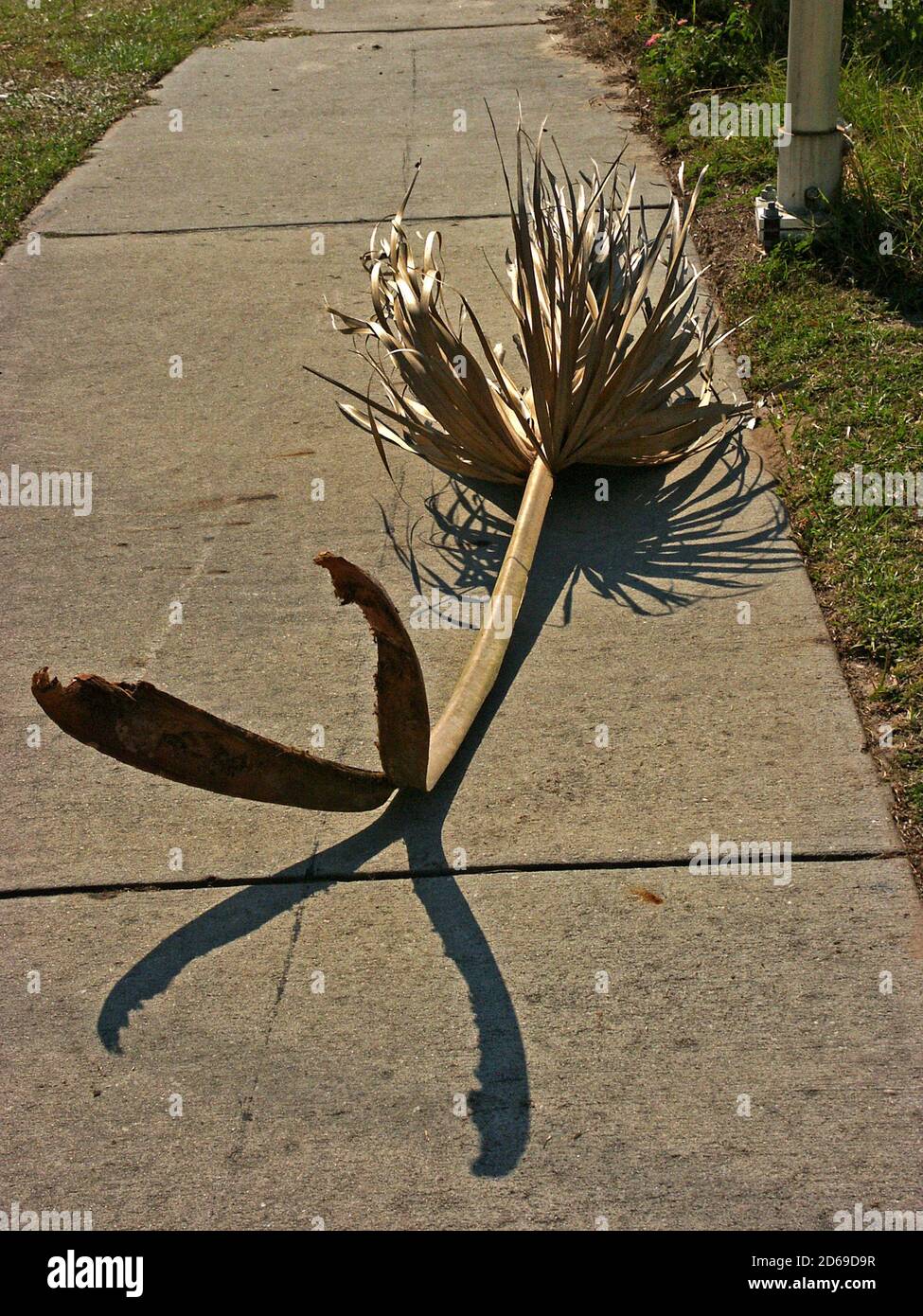 Palm Fronds On The Ground