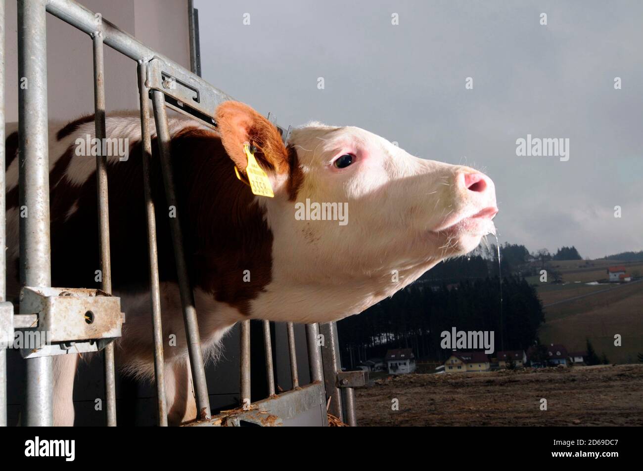 calf in an outside cowshed sticking it's head through the fence Stock ...